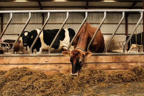 Feed Barriers – Leam Agri Ltd